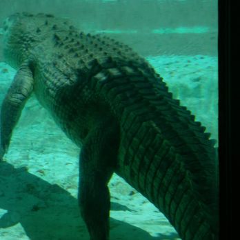 ST. AUGUSTINE ALLIGATOR FARM ZOOLOGICAL PARK - Updated September 2025 ...