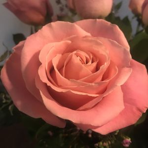 MONTECITO FLOWERS - 14 Photos & 19 Reviews - Florists - 1200 Coast ...