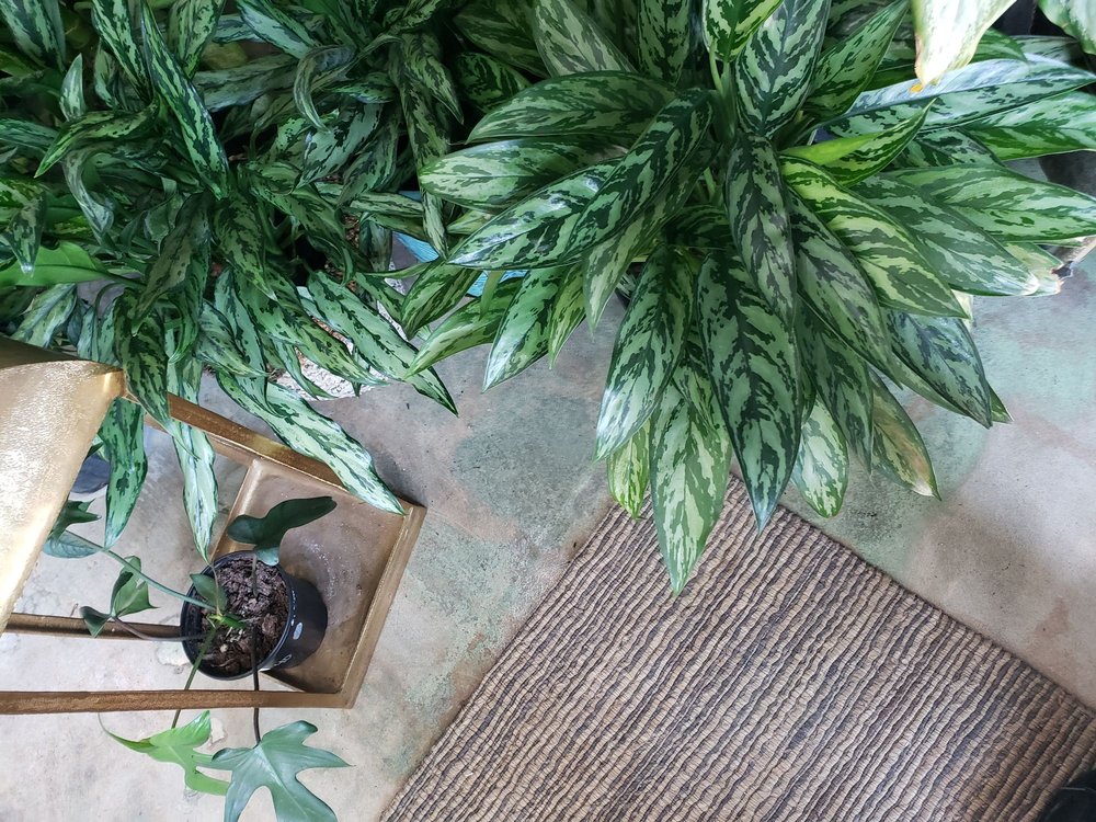 AURA PLANT STUDIO - Updated November 2025 - 32 Photos - 975 Mcduff Ave ...