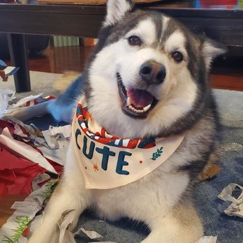 WAG YOUR TAIL - Updated August 2024 - 336 Photos & 356 Reviews - 4178 ...