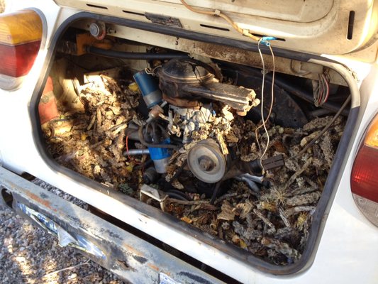 MR PACK RAT - Updated December 2025 - 30 Photos & 30 Reviews - Tucson ...