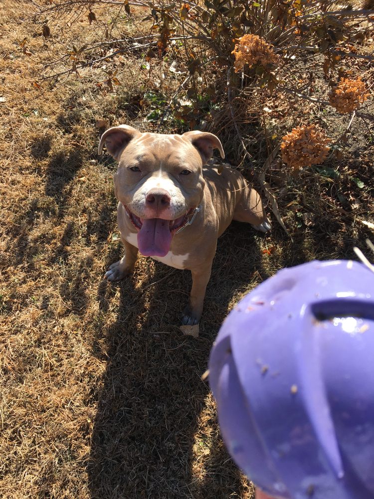 THE BALANCED PACK - Updated August 2025 - Request Consultation - 13 ...