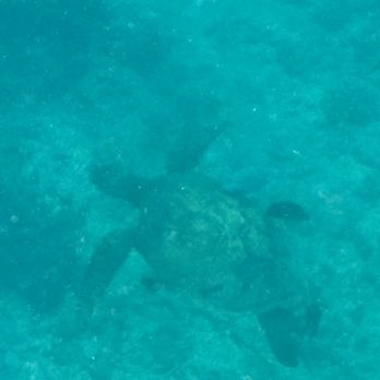 PINK SAILS WAIKIKI - 672 Photos & 462 Reviews - 1 Holomoana St ...