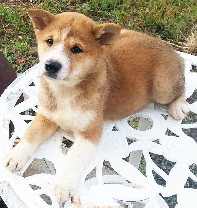 Shiba Inu Houston - Trusted Since 1999 - Updated July 2025 - Seabrook ...