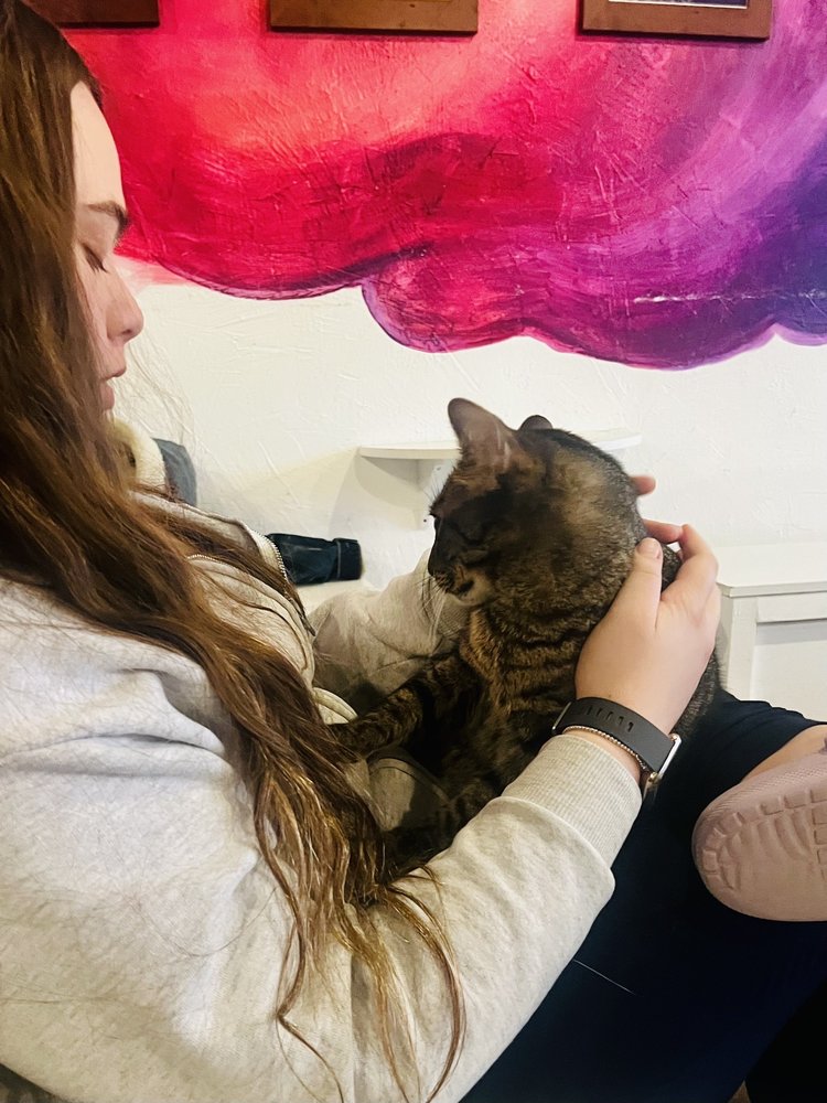 CATFE LOUNGE - Updated August 2025 - 45 Photos & 34 Reviews - 686 ...