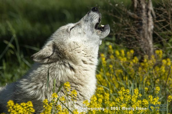 WOLF PARK - Updated July 2025 - 99 Photos & 32 Reviews - 4004 E 800th N ...