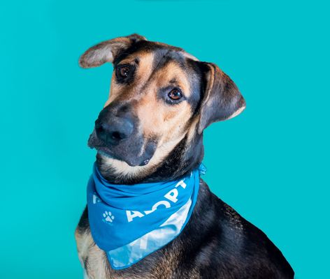 HUMANE ANIMAL PARTNERS - Updated January 2026 - 33 Photos & 11 Reviews ...