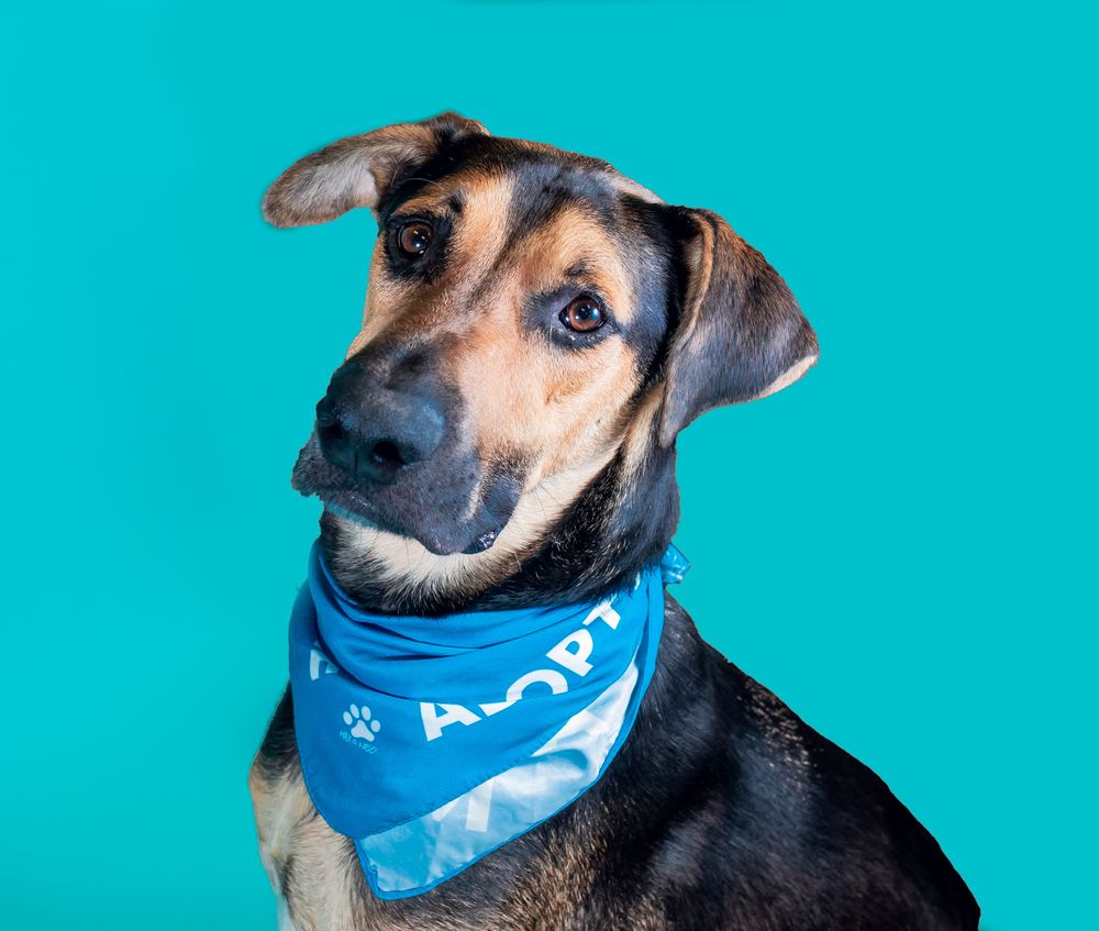 HUMANE ANIMAL PARTNERS - Updated October 2025 - 33 Photos & 11 Reviews ...