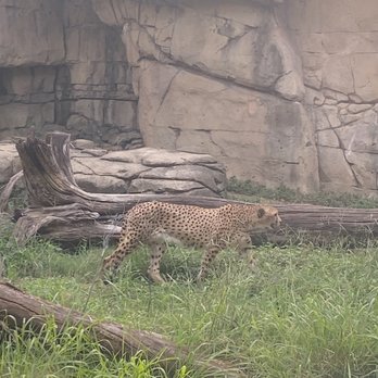 DALLAS ZOO - 1698 Photos & 466 Reviews - 650 S R L Thornton Frwy ...