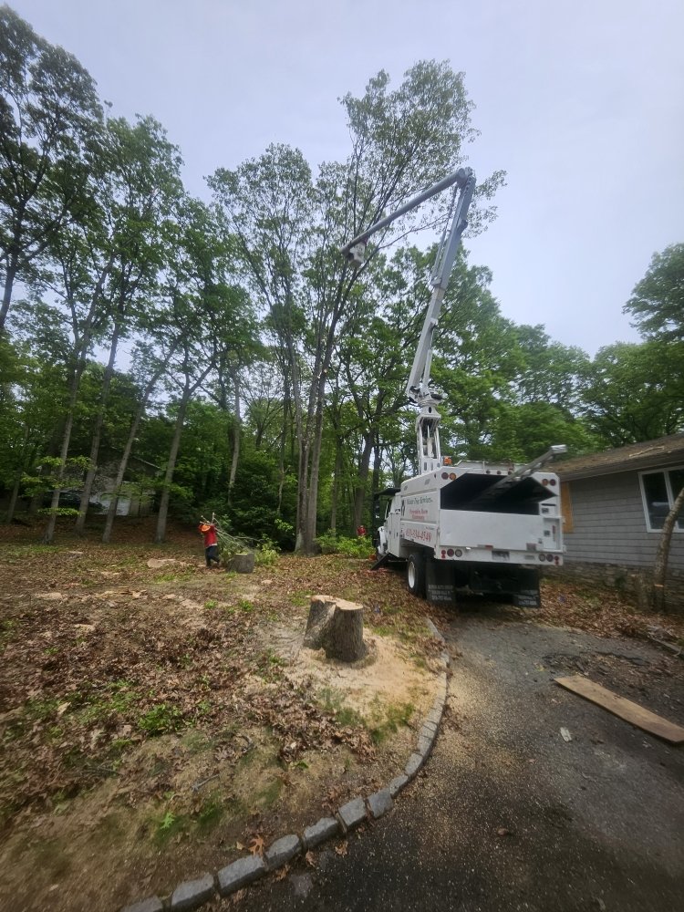 MASTER TREE SERVICES - Updated December 2025 - 80 Photos & 34 Reviews ...