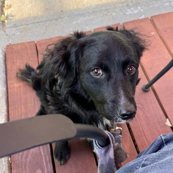 EL DIABLO MEXICAN RESTAURANT - Updated January 2025 - 87 Photos & 67 ...