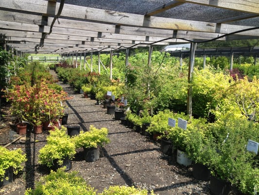 ABERNETHY & SPENCER GREENHOUSE - Updated October 2025 - 14 Photos & 34 ...