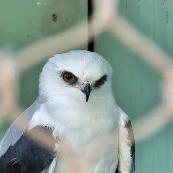 CALIFORNIA RAPTOR CENTER - Updated January 2026 - 58 Photos & 23 ...