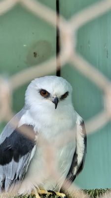 CALIFORNIA RAPTOR CENTER - Updated January 2026 - 58 Photos & 23 ...