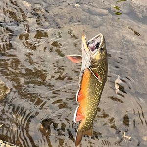 LUNDY LAKE RESORT - Updated August 2025 - 23 Photos - 5109 Lundy Lake ...