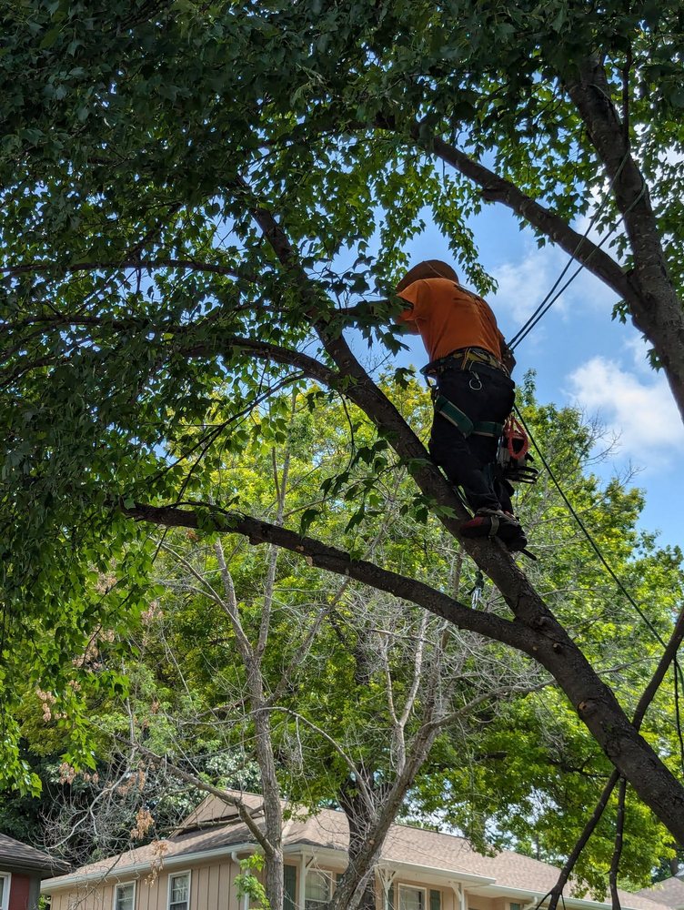 DANIEL’S TREE SERVICE - Updated April 2025 - 19 Photos - Kansas City ...