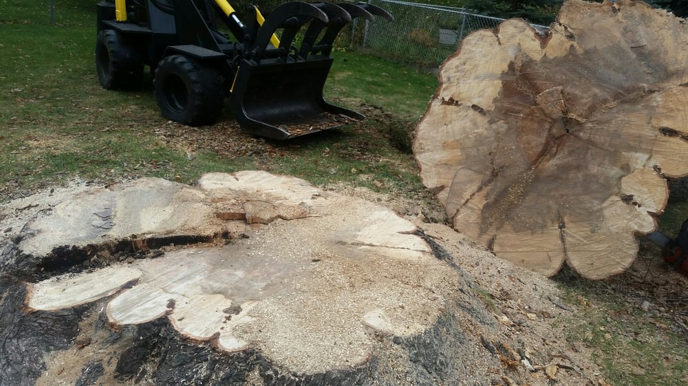 XTREME CLIMBING TREE SERVICE - Updated October 2025 - 10 Reviews - 1105 ...