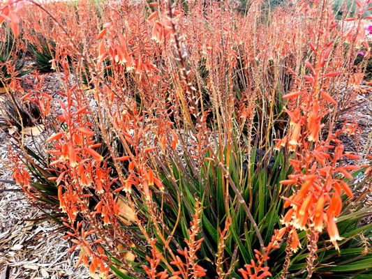 ORANGE TERRACE PARK - 15 Photos - Parks - Grove Community Dr, Riverside ...