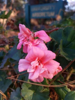 UNIVERSITY ARBORETUM - Updated December 2025 - 52 Photos - 6000 J St ...