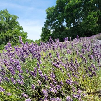 SUNSET RIDGE LAVENDER FARM - Updated December 2025 - 17 Photos - 6360 ...