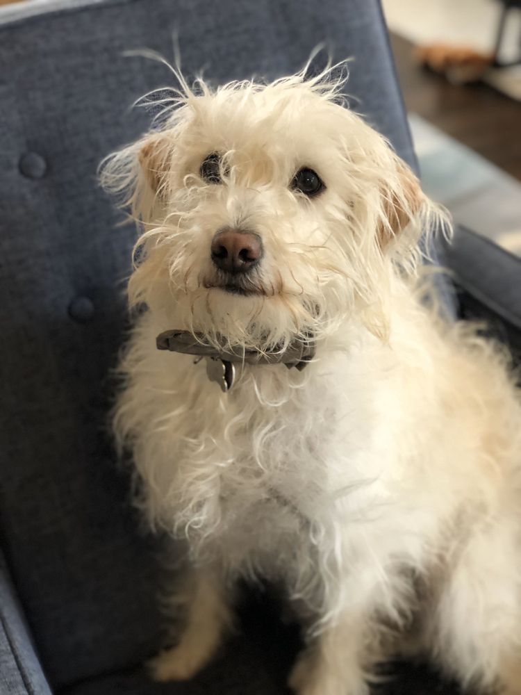 PAWSH - Updated May 2024 - 32 Photos & 48 Reviews - San Francisco ...