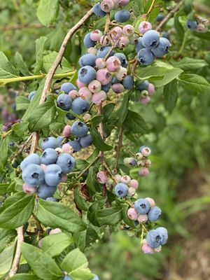 THE BLUEBERRY PATCH - Updated July 2024 - 70 Photos & 46 Reviews - 1285 ...