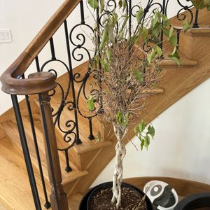 BONGARD’S TREESCAPE NURSERY - Updated November 2025 - 29 Reviews ...