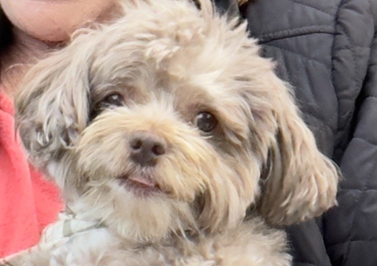 WONDER PAWS PET SPA - Updated July 2025 - 1610 Saybrook Rd, Haddam ...