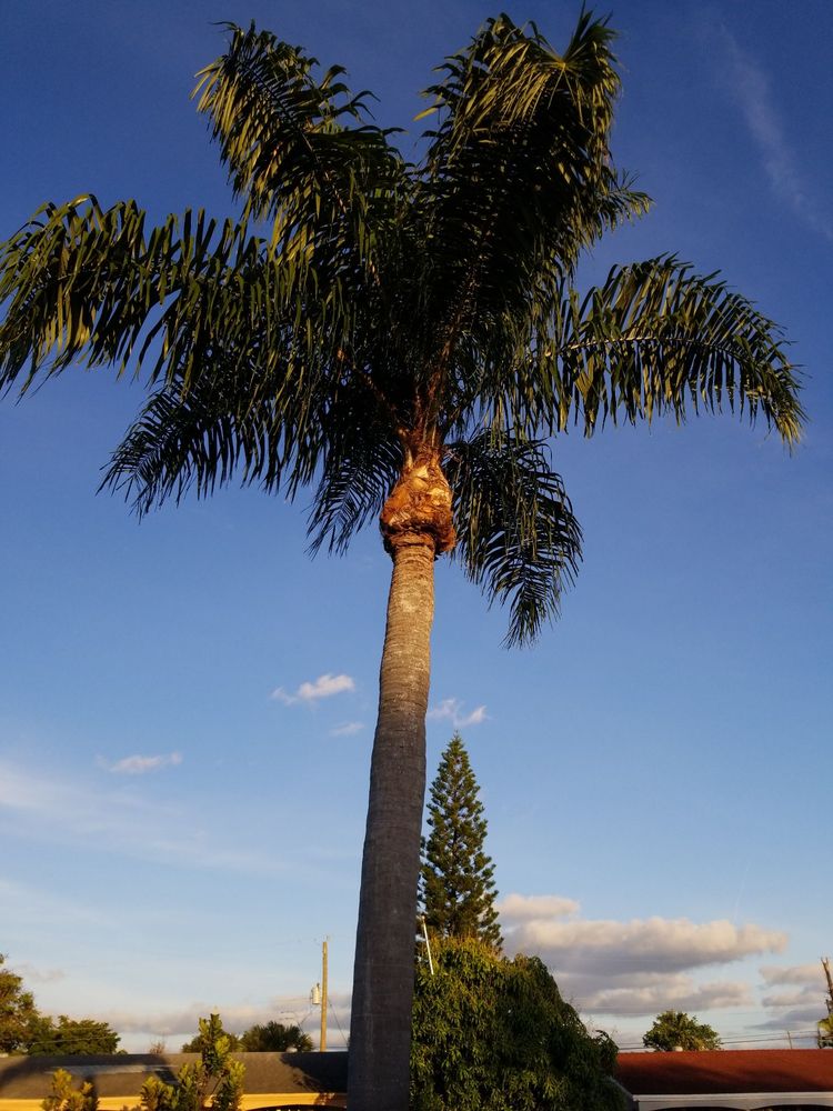 N RUBIO - Updated September 2024 - 17 Photos - Miami, Florida - Tree ...