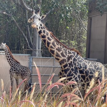 LOS ANGELES ZOO & BOTANICAL GARDENS - 6778 Photos & 1900 Reviews - 5333 ...