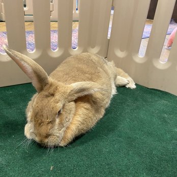 CUDDLE BUNNY - Updated May 2025 - 106 Photos & 50 Reviews - 2901 N ...