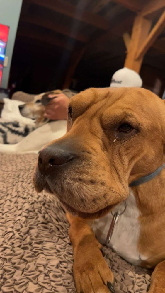 CHIPOTLE MEXICAN GRILL - Updated January 2025 - 6860 Pearl Rd ...