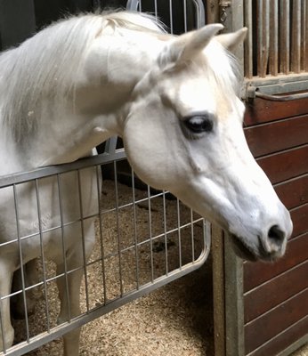 SUMMIT RANCH EQUINE CENTER - 64 Photos & 14 Reviews - 100 Summit Ranch ...