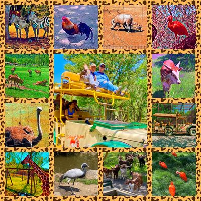 SAFARI WEST - 3078 Photos & 962 Reviews - 3115 Porter Creek Rd, Santa ...