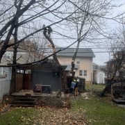 ROYAL TREE SERVICE - 51 Photos & 115 Reviews - 581 Walnut St, Elizabeth ...