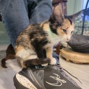 TOE BEANS AND DREAMS ADOPTION CAFE - 116 Photos & 22 Reviews - 98-199 ...