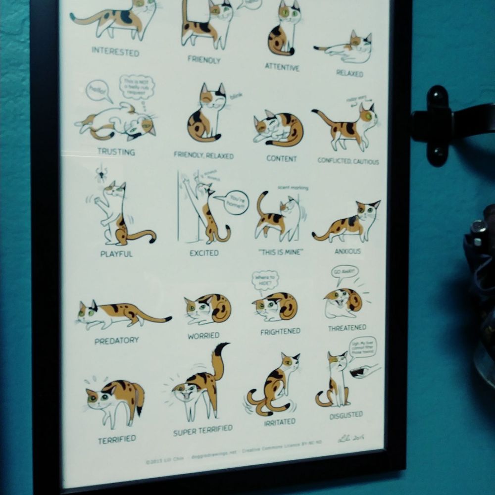 Cat Declawing Chart