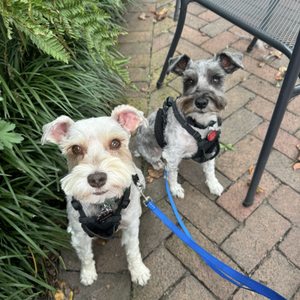 THREE CHOPT ANIMAL CLINIC - Updated September 2025 - 24 Reviews - 9912 ...