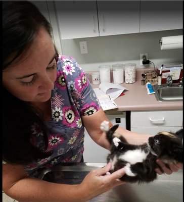 NAVARRE ANIMAL HOSPITAL - Updated December 2025 - 13 Photos & 29 ...