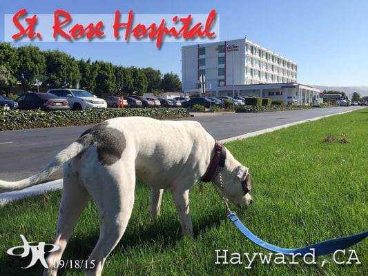 ST. ROSE HOSPITAL - Updated October 2024 - 33 Photos & 234 Reviews ...