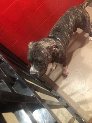 HELPING HOUNDS DOG RESCUE - Updated December 2025 - 16 Photos & 29 ...