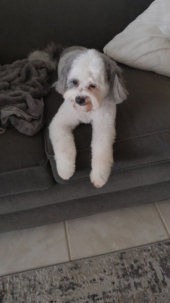 ATLANTIC DOGGERY - 37 Photos & 57 Reviews - 2724 E Atlantic Blvd ...