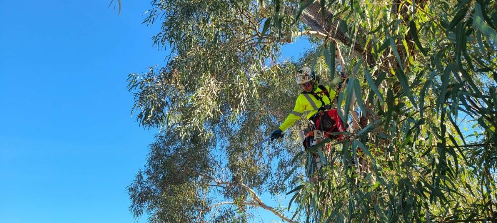 AERIAL TREE SERVICE - Updated November 2025 - 36 Photos - 6450 E ...