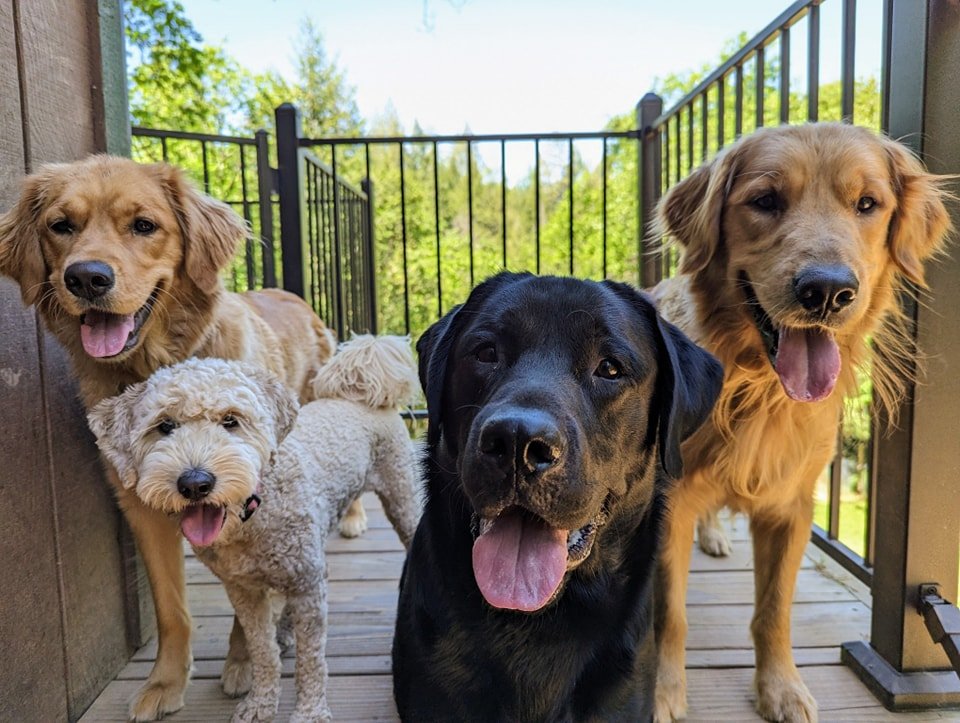 SIERRA DOGS - Updated August 2025 - 26 Reviews - Placerville ...