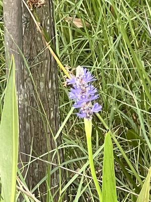 AL COITH PARK - Updated January 2026 - 38 Photos - 901 Delaney Ave ...