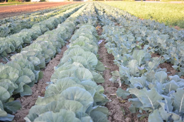 BERBERIAN’S FARM - Updated January 2026 - 15 Photos & 32 Reviews - 68 ...