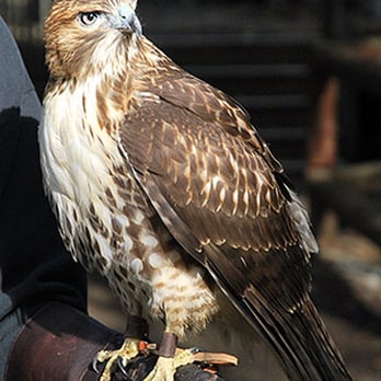 CALIFORNIA RAPTOR CENTER - Updated June 2025 - 51 Photos & 20 Reviews ...
