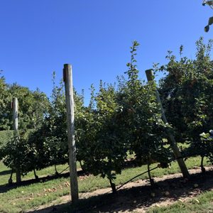 HARBES FAMILY FARM & VINEYARD - Updated October 2025 - 850 Photos & 304 ...