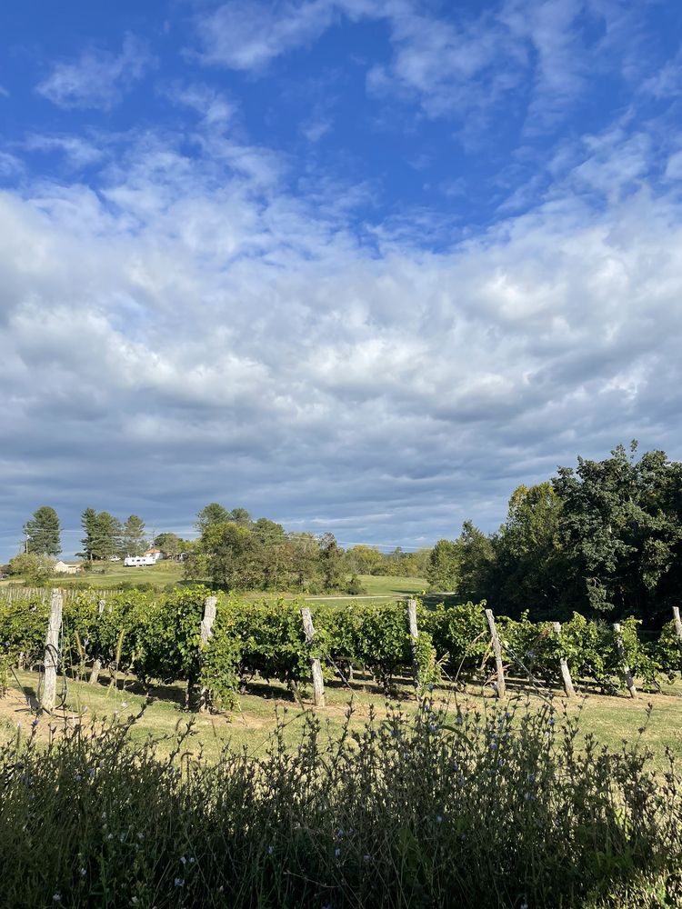 SHADE WINERY - Updated September 2024 - 43 Photos & 44 Reviews - 401 ...