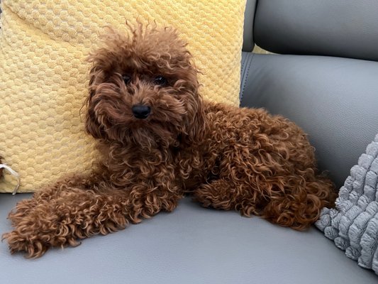 PRIMP & PROPER DOG GROOMING - Updated December 2025 - 57 Photos & 41 ...